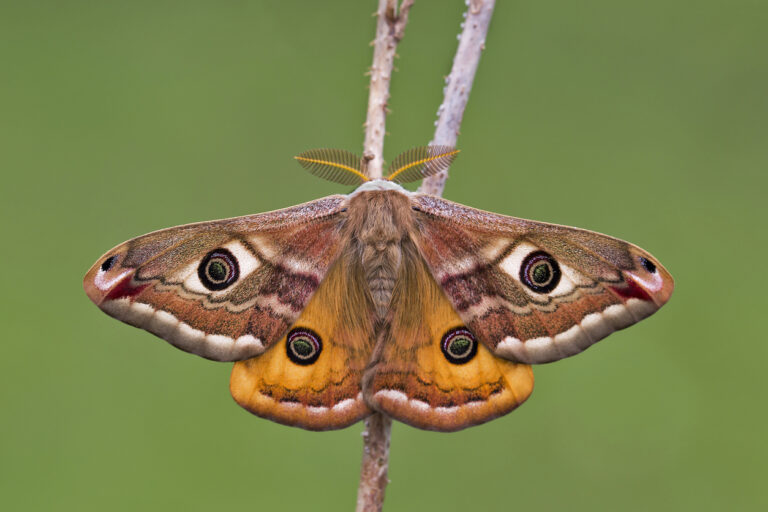 Meet the 10 Most Vibrant and Eye-Catching UK Moths – The Nature Network