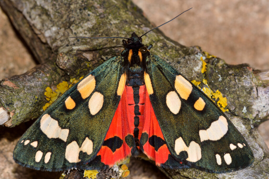 Meet the 10 Most Vibrant and Eye-Catching UK Moths – The Nature Network
