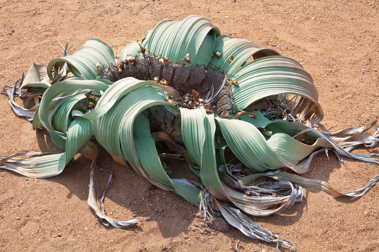 Meet Welwitschia, the Weirdest-Looking Plant on Earth – The Nature Network