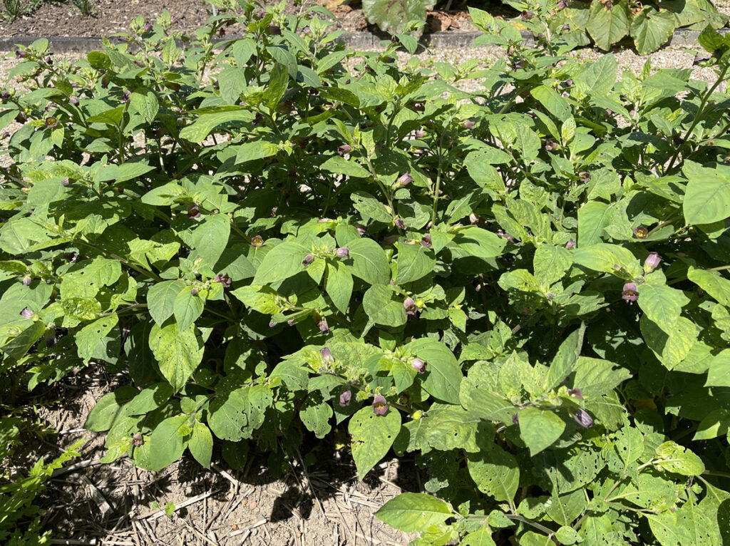 Why Deadly Nightshade Is the Most Fatal Berry Plant – The Nature Network
