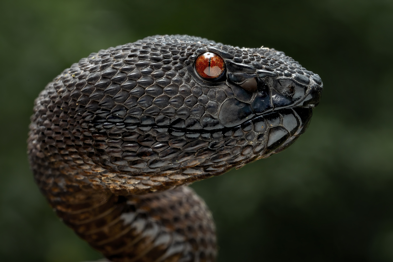 10 Snakes With the Most Impressive Eyes on Earth – The Nature Network