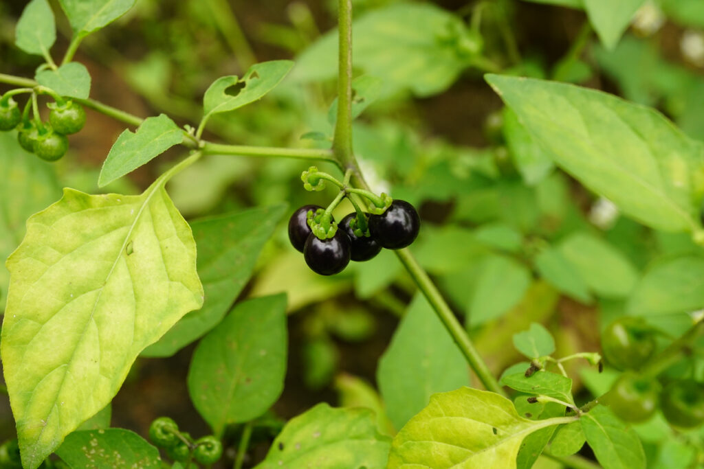 Why Deadly Nightshade Is the Most Fatal Berry Plant – The Nature Network