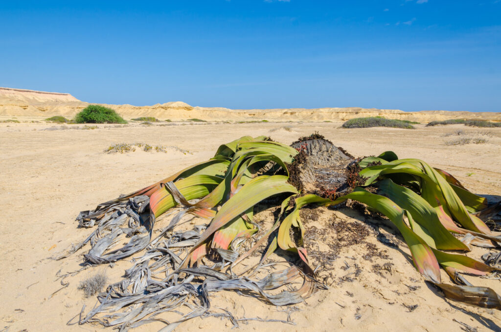 Meet Welwitschia, the Weirdest-Looking Plant on Earth – The Nature Network