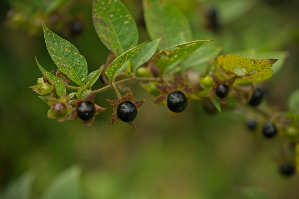 Why Deadly Nightshade Is the Most Fatal Berry Plant – The Nature Network
