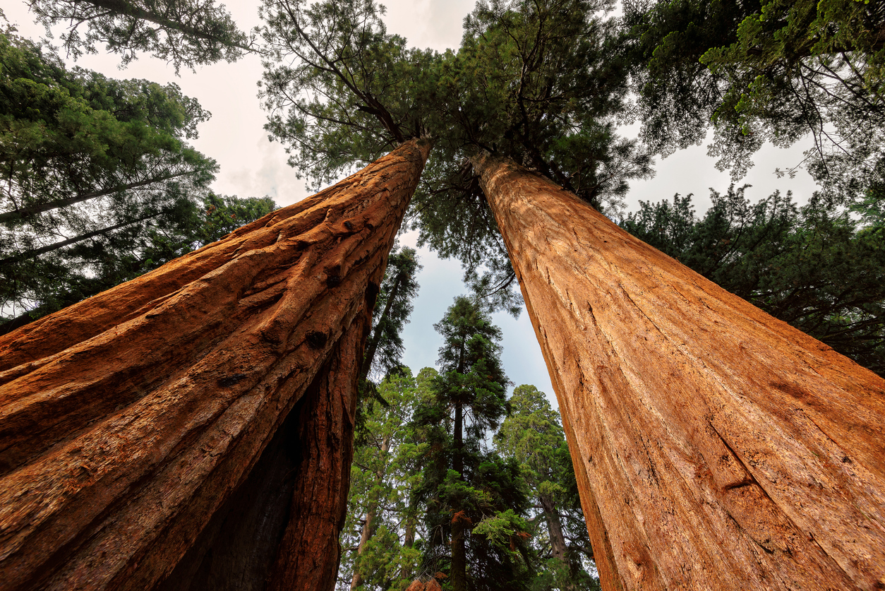 10 Tree Varieties That Live the Longest – The Nature Network