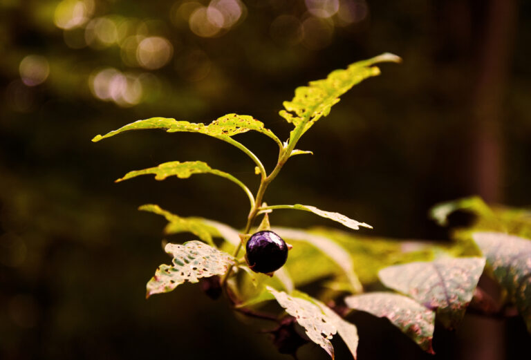Why Deadly Nightshade Is the Most Fatal Berry Plant – The Nature Network