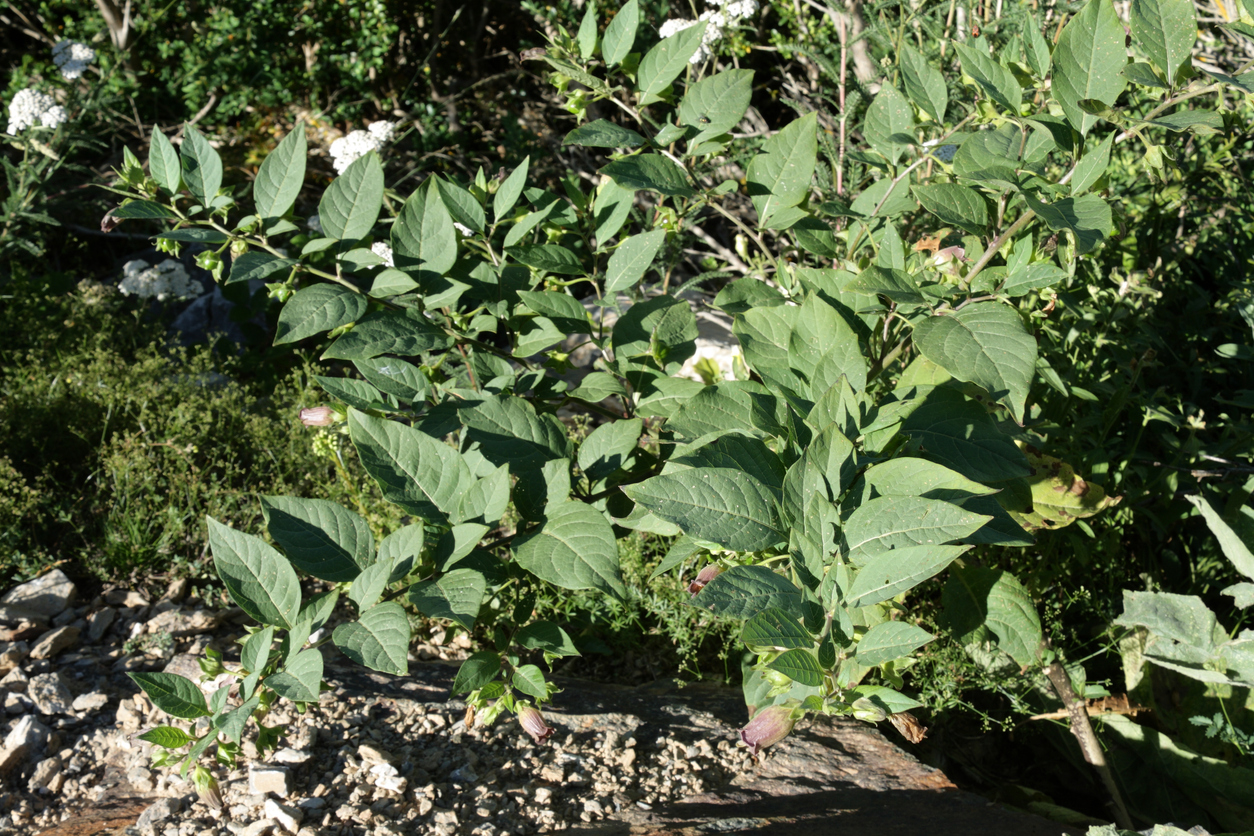 Why Deadly Nightshade Is the Most Fatal Berry Plant – The Nature Network