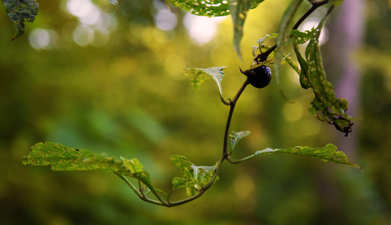 Why Deadly Nightshade Is the Most Fatal Berry Plant – The Nature Network