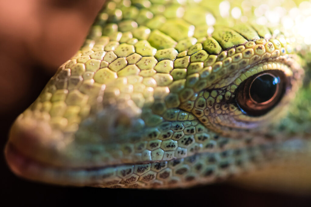 10 Snakes With the Most Impressive Eyes on Earth – The Nature Network