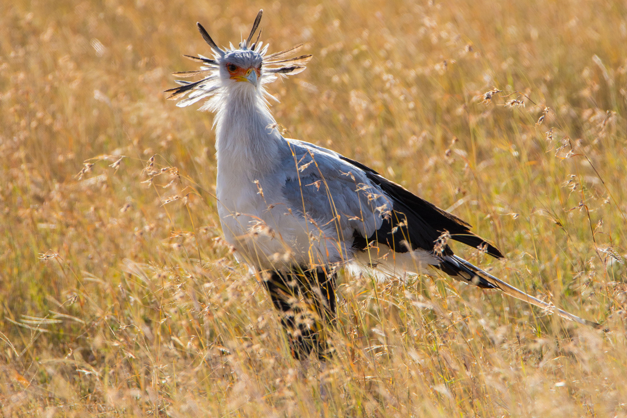 How the Secretary Bird Murders Venomous Snakes – The Nature Network