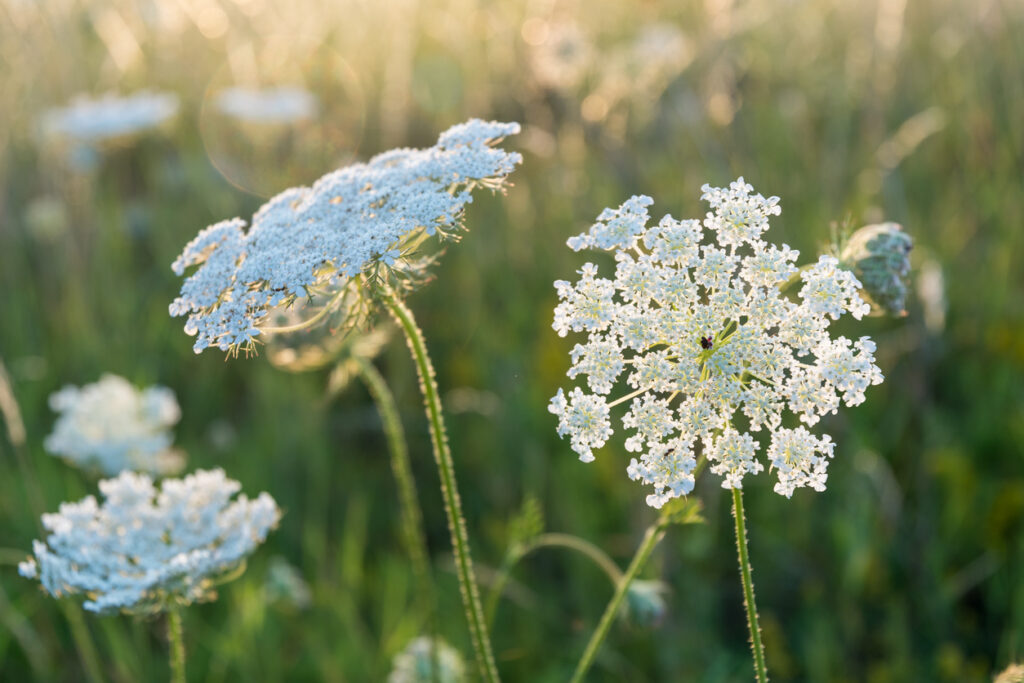 The 10 Most Misidentified Plants in Britain – The Nature Network