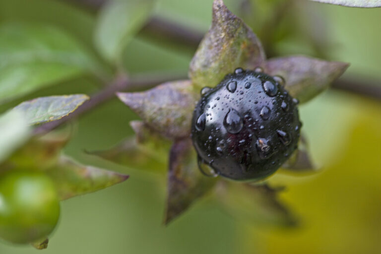 Why Deadly Nightshade Is the Most Fatal Berry Plant – The Nature Network