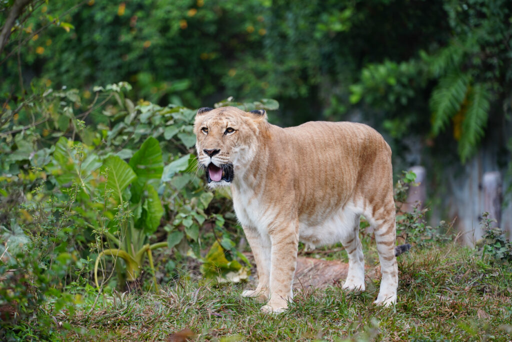 Ligers Are the World’s Largest Cats—Here’s Why – The Nature Network