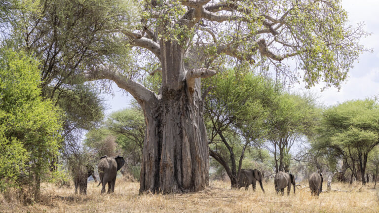 10 Tree Varieties That Live the Longest – The Nature Network