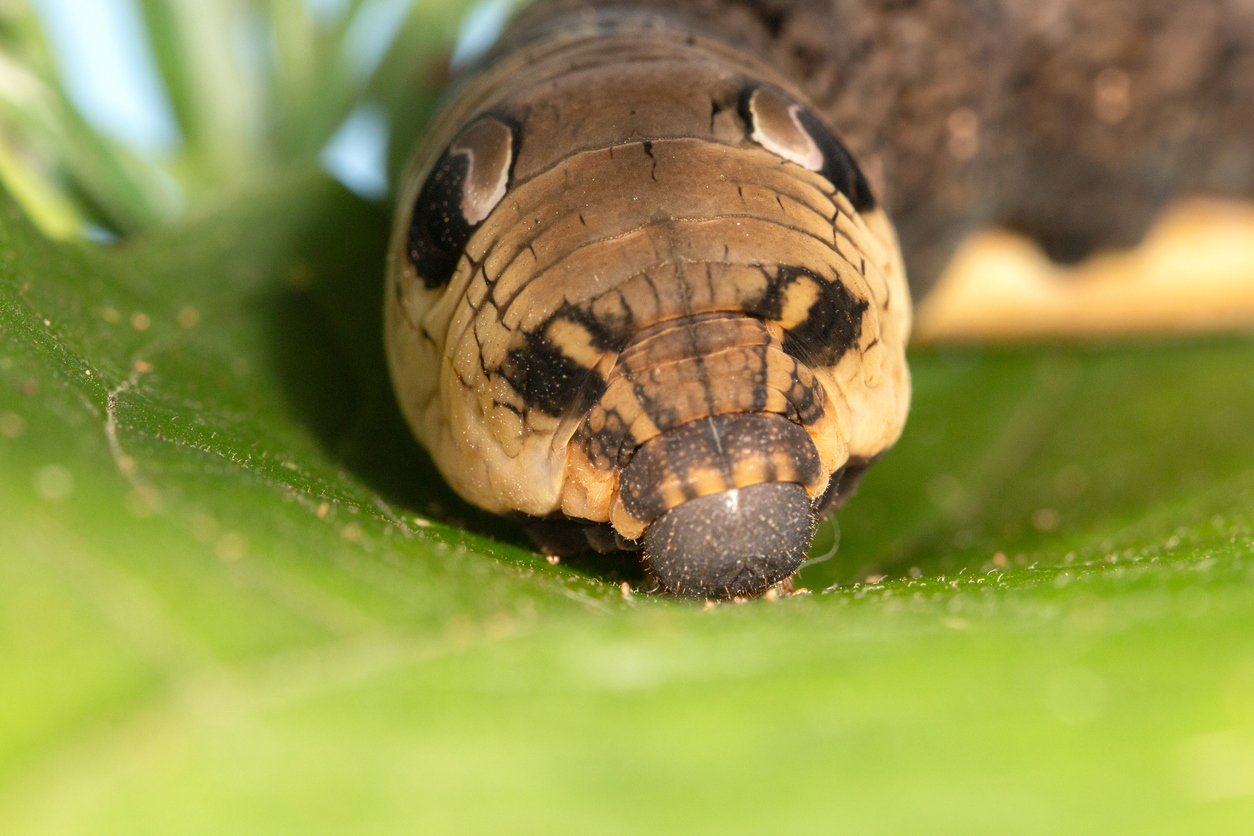 Meet the Moth That Tricks Predators With Fake Eyes – The Nature Network