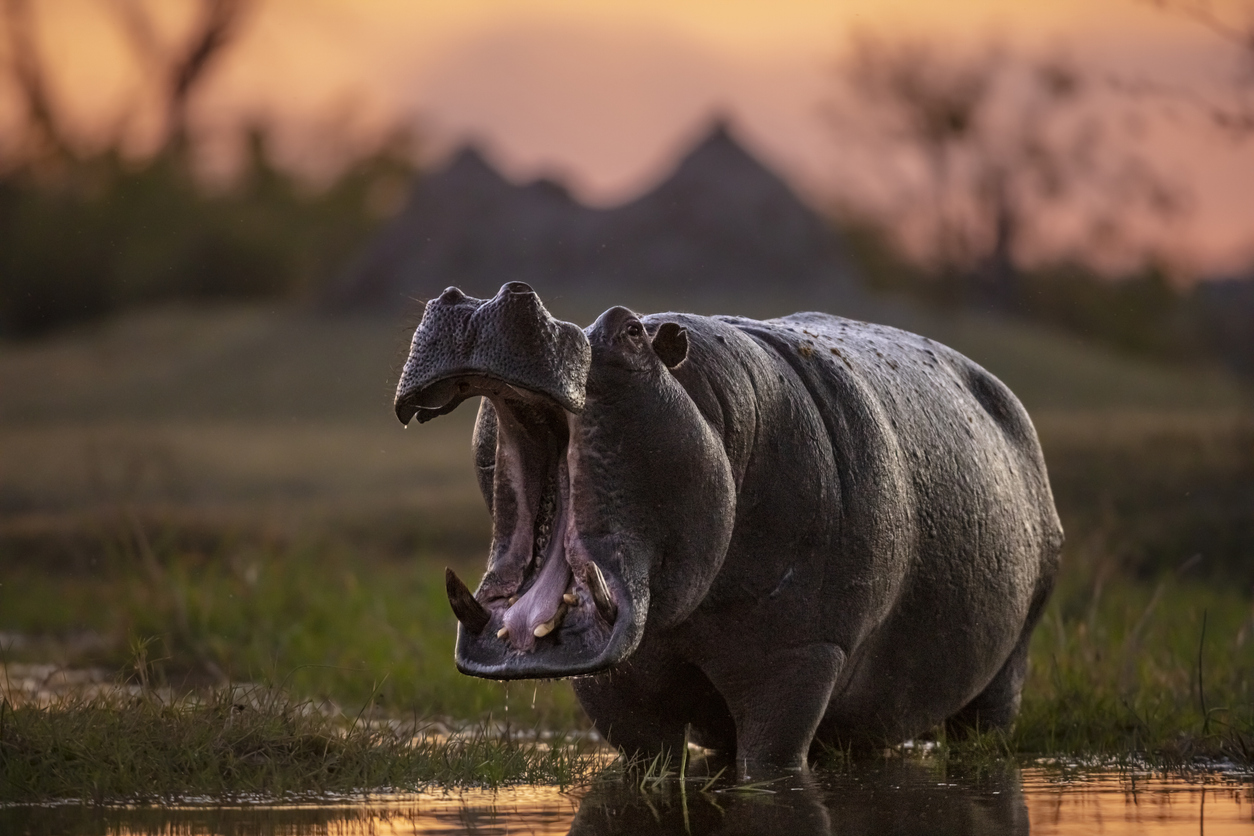 Meet the Animal With the Strongest Bite in the Animal Kingdom – The ...