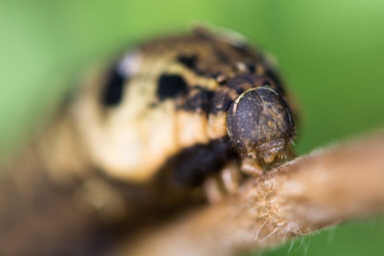 Meet the Moth That Tricks Predators With Fake Eyes – The Nature Network
