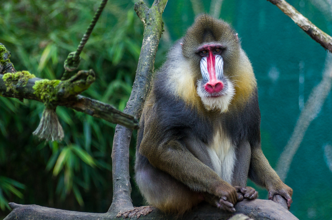 12 Animals With Noses You Won’t Believe Are Real – The Nature Network