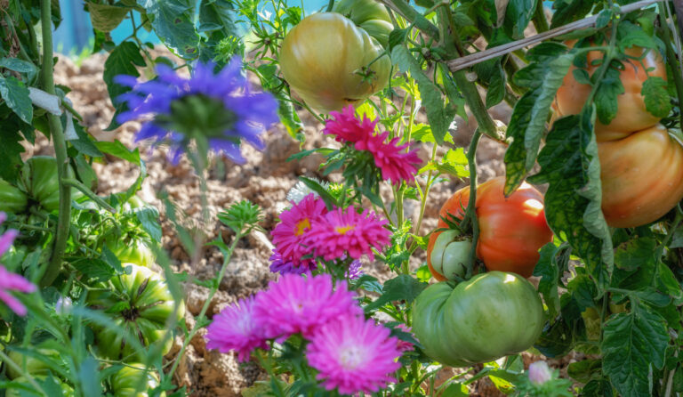 Companion Planting: The Do’s and Don’ts of Growing Plants Together ...